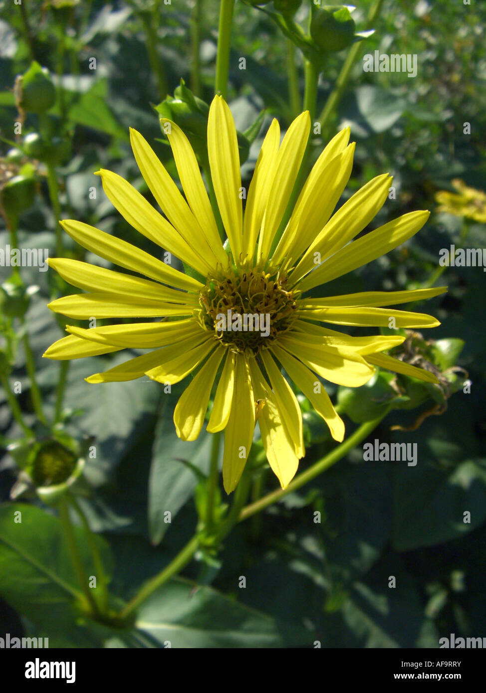 Indian gum silphium hi-res stock photography and images - Alamy