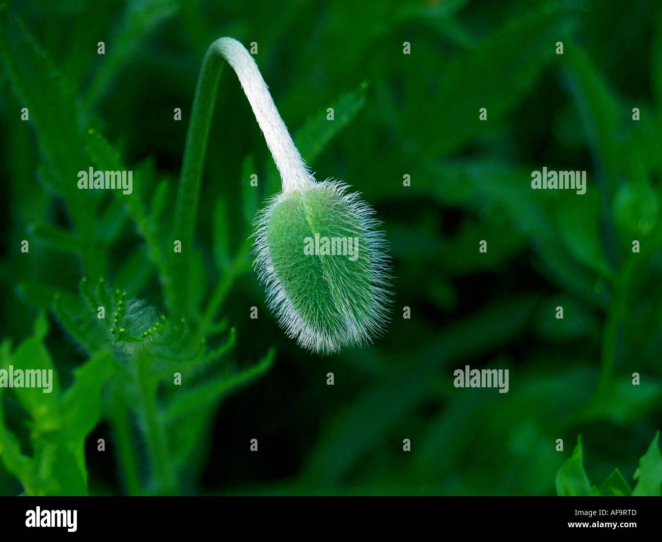 Long stemmed flower bud hi-res stock photography and images - Alamy