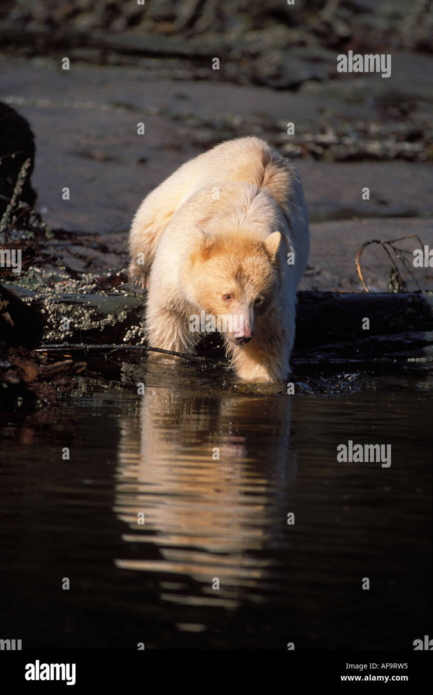 Kermode bear walking water hi-res stock photography and images - Alamy
