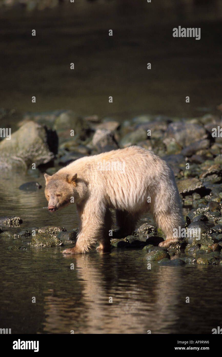 spirit bear kermode black bear Ursus americanus sow fishing for salmon ...