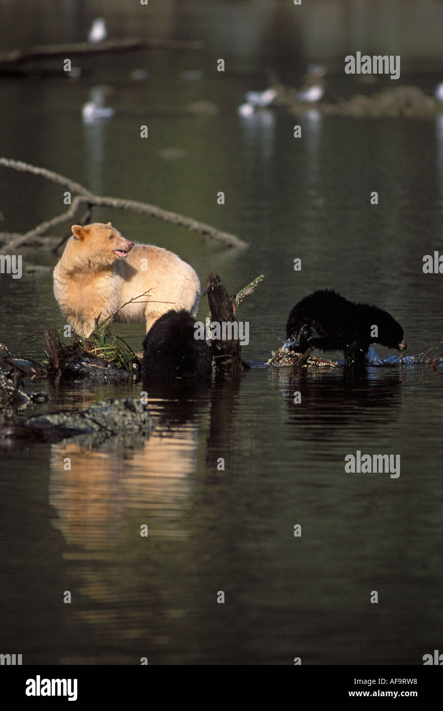 spirit bear kermode black bear Ursus americanus sow with cubs fishing ...
