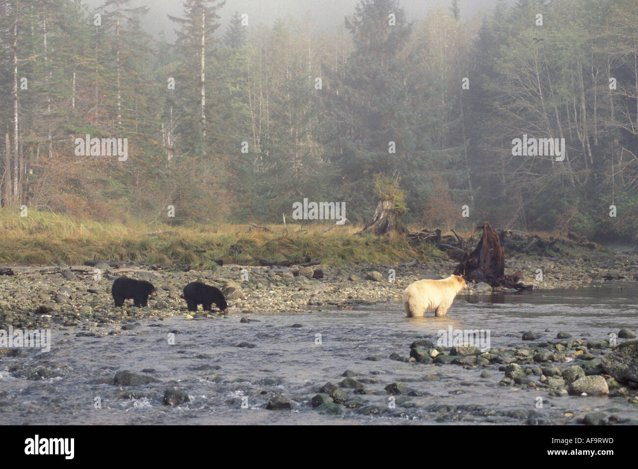 spirit bear kermode black bear Ursus americanus sow with cubs fishing ...