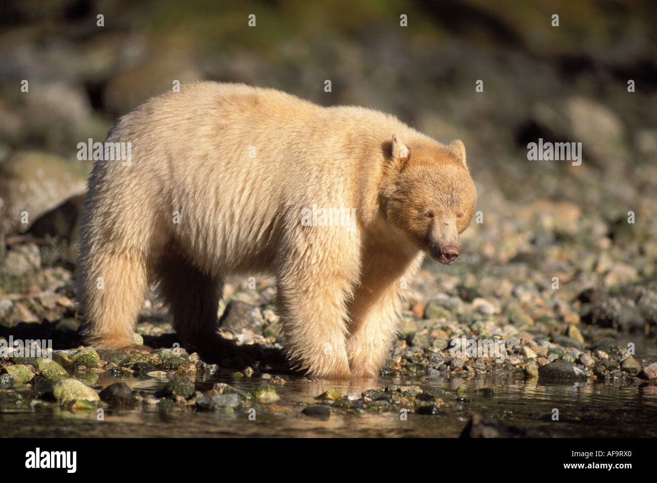 spirit bear kermode black bear Ursus americanus sow fishing for salmon ...