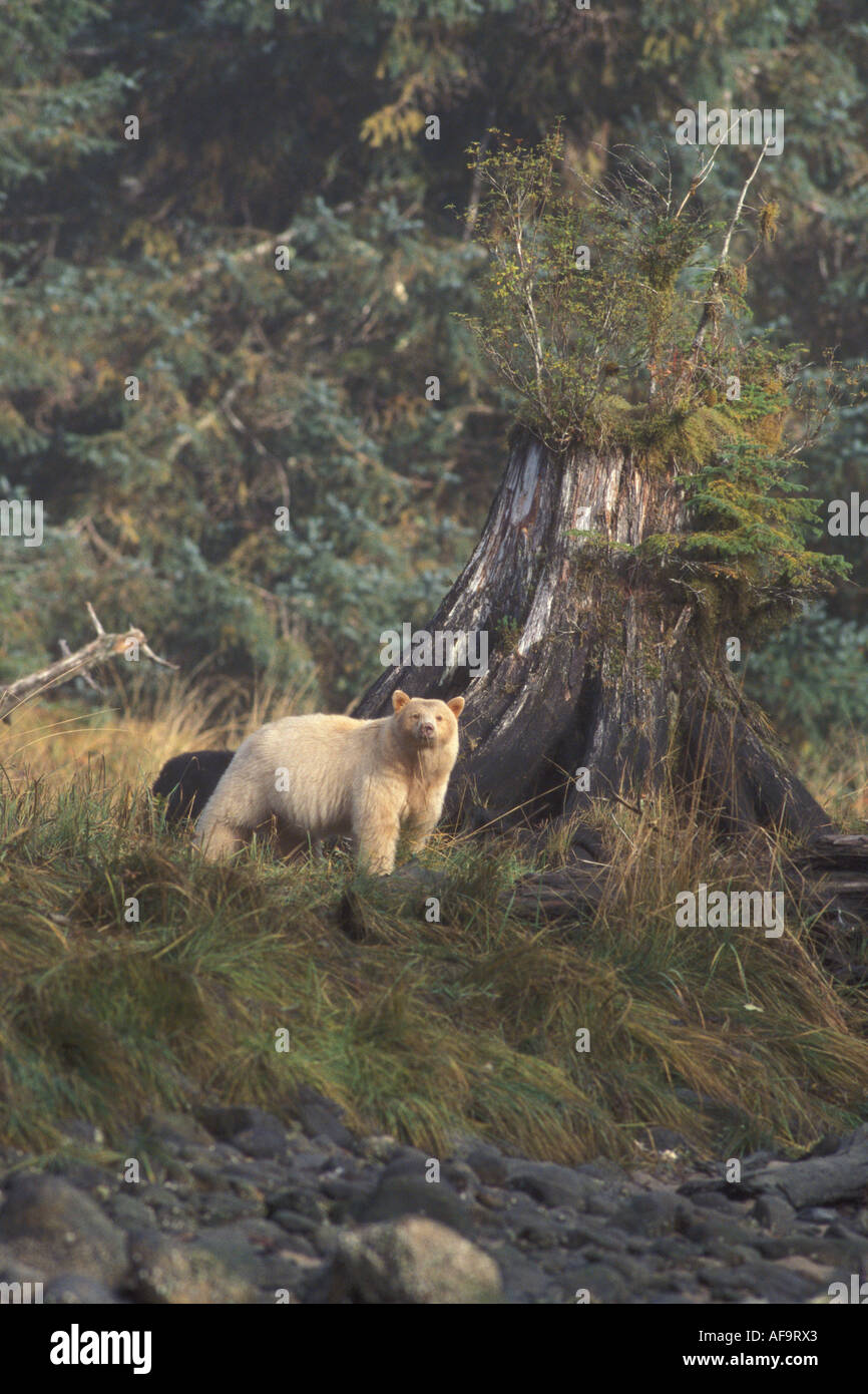 spirit bear kermode black bear Ursus americanus sow with cub along the ...