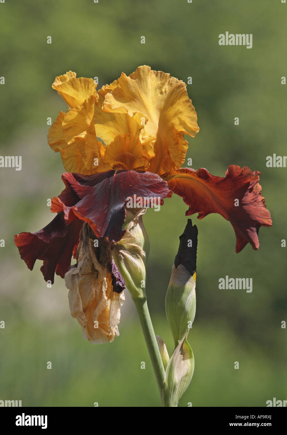 Bearded Iris (Iris barbata Elatior-Hybride), flower Stock Photo - Alamy