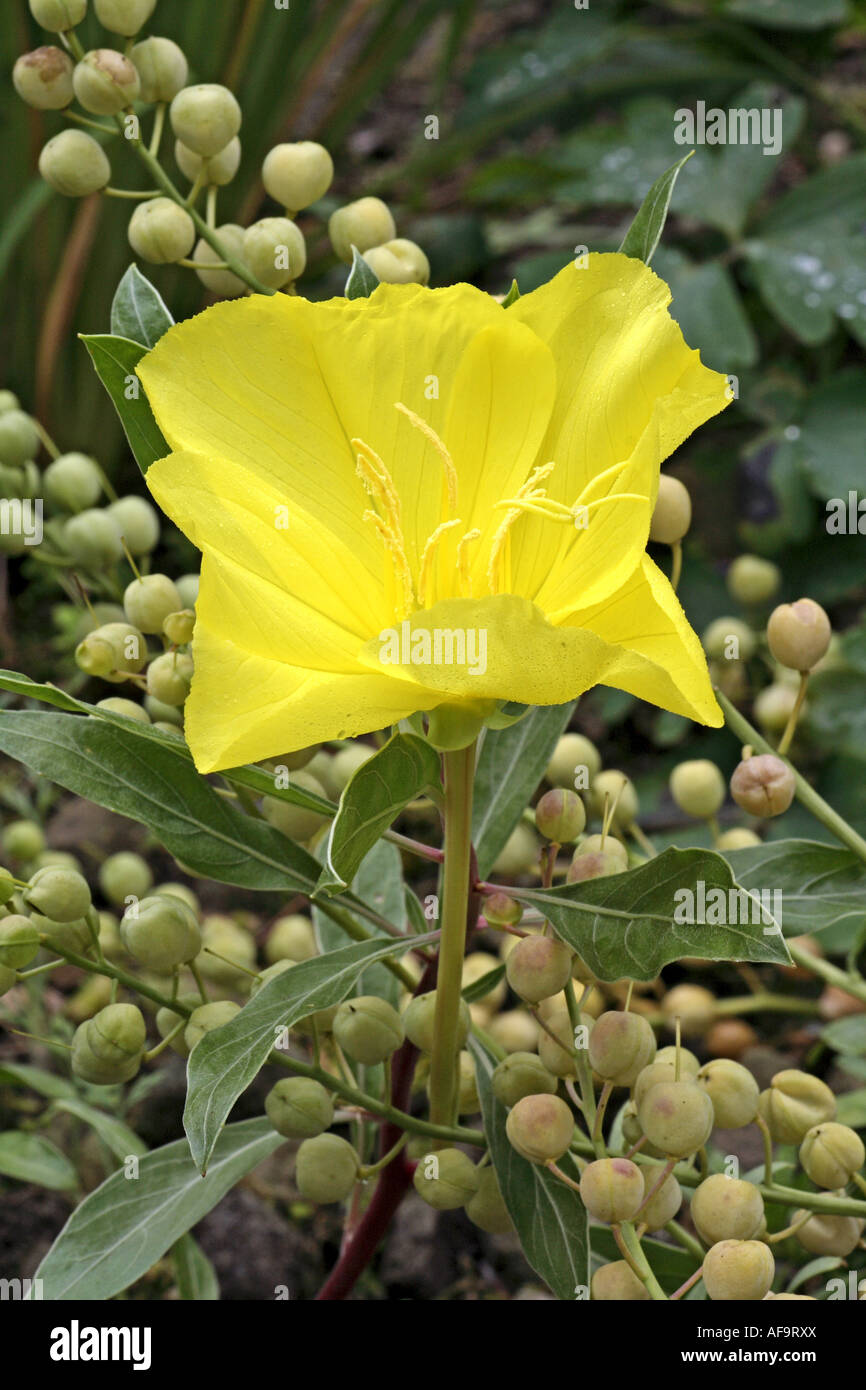 Missourie evening primerose hi-res stock photography and images - Alamy