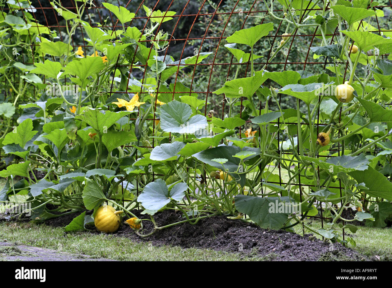 gourd (Cucurbita spec.), pumpkins Stock Photo - Alamy