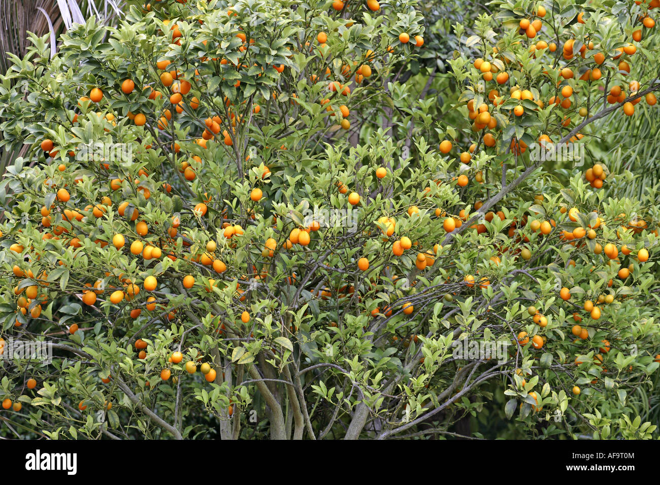 kumquat (Fortunella margarita), with fruits Stock Photo - Alamy