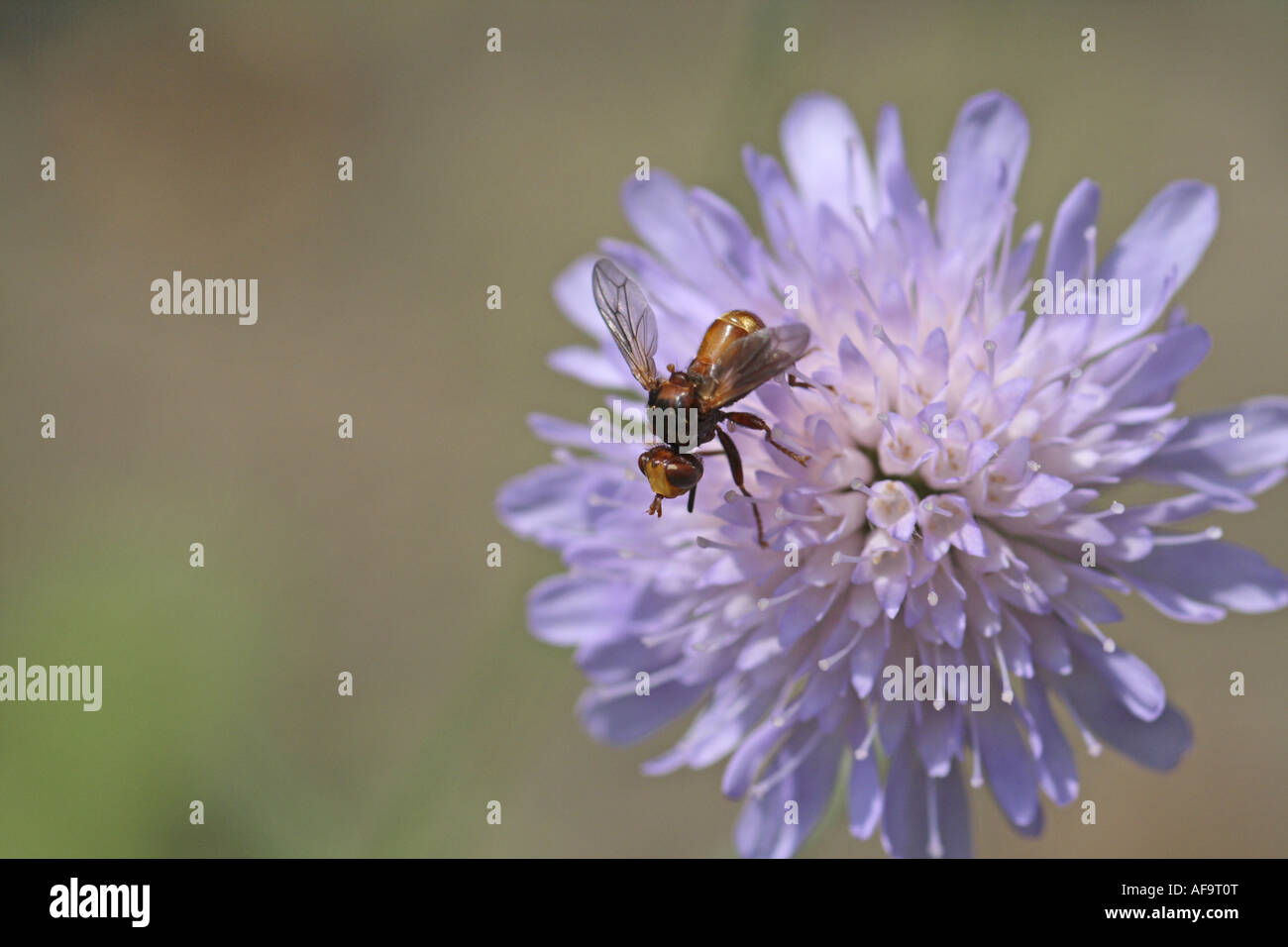 thick-headed fly (Sicus ferrugineus), on blue button Knautia arvensis ...