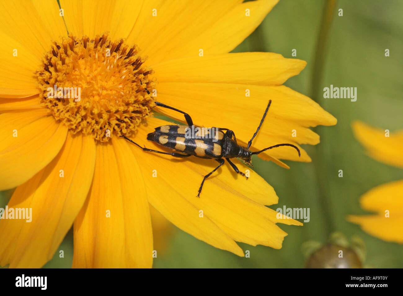 long-horned beetle, Longhorn beetle (Strangalia maculata), on tickweed ...