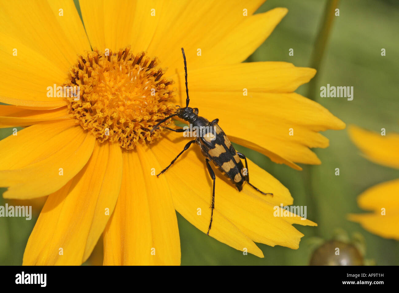 long-horned beetle, Longhorn beetle (Strangalia maculata), on tickweed ...