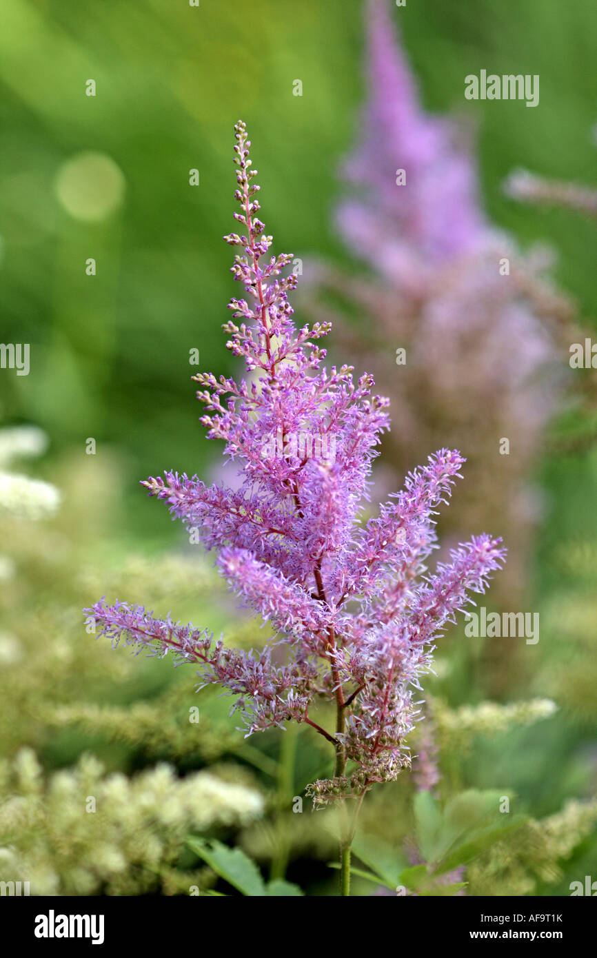 False Goatsbeard Astilbe Spec High Resolution Stock Photography and ...