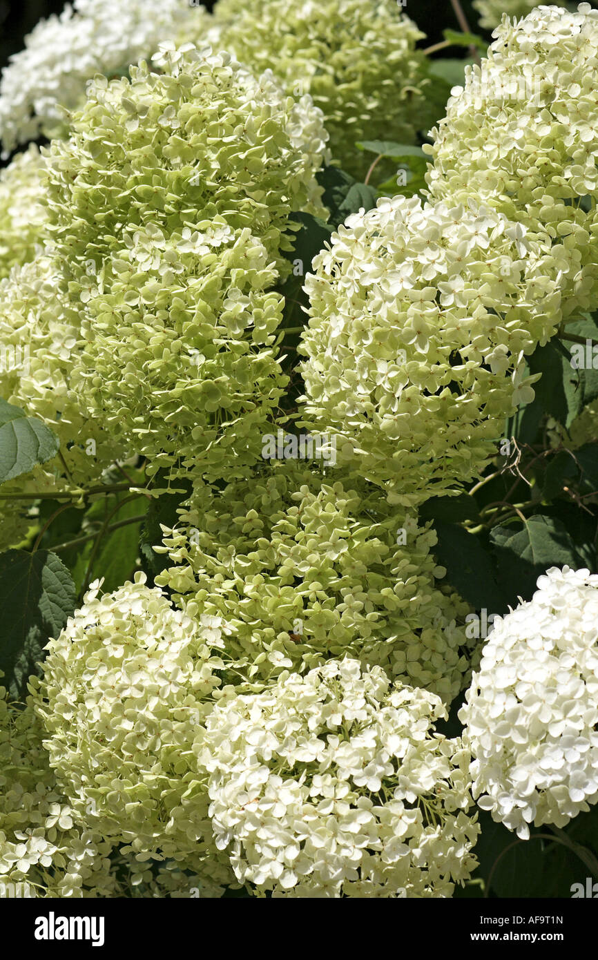 garden hydrangea, lace cap hydrangea (Hydrangea macrophylla ...
