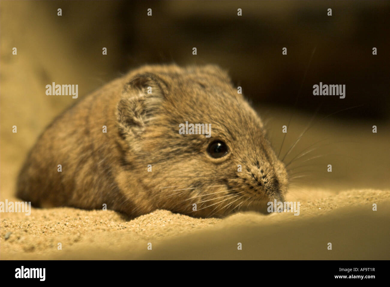 short-eared elephant shrew (Macroscelides proboscideus), closeup ...
