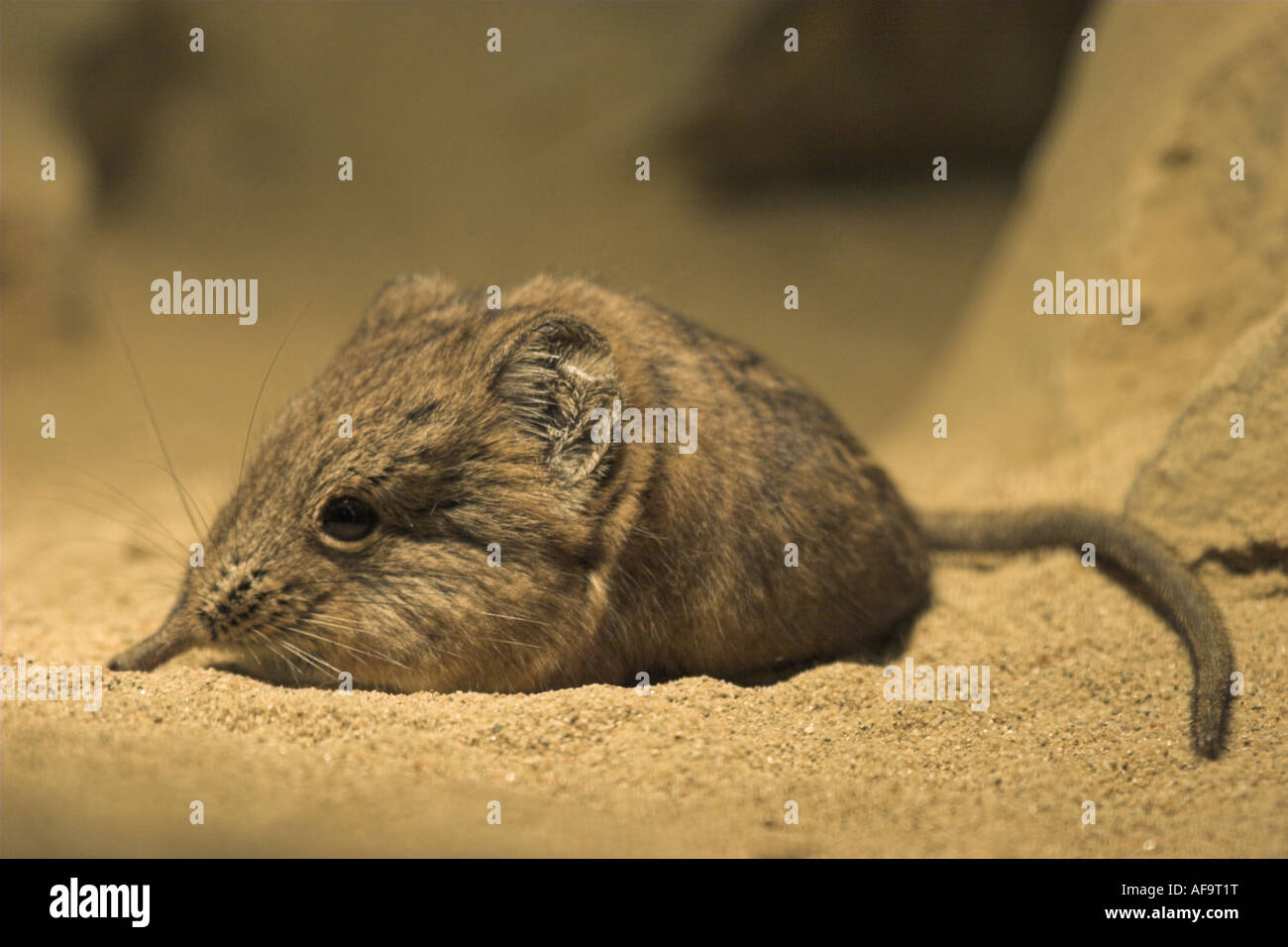 short-eared elephant shrew (Macroscelides proboscideus), closeup ...