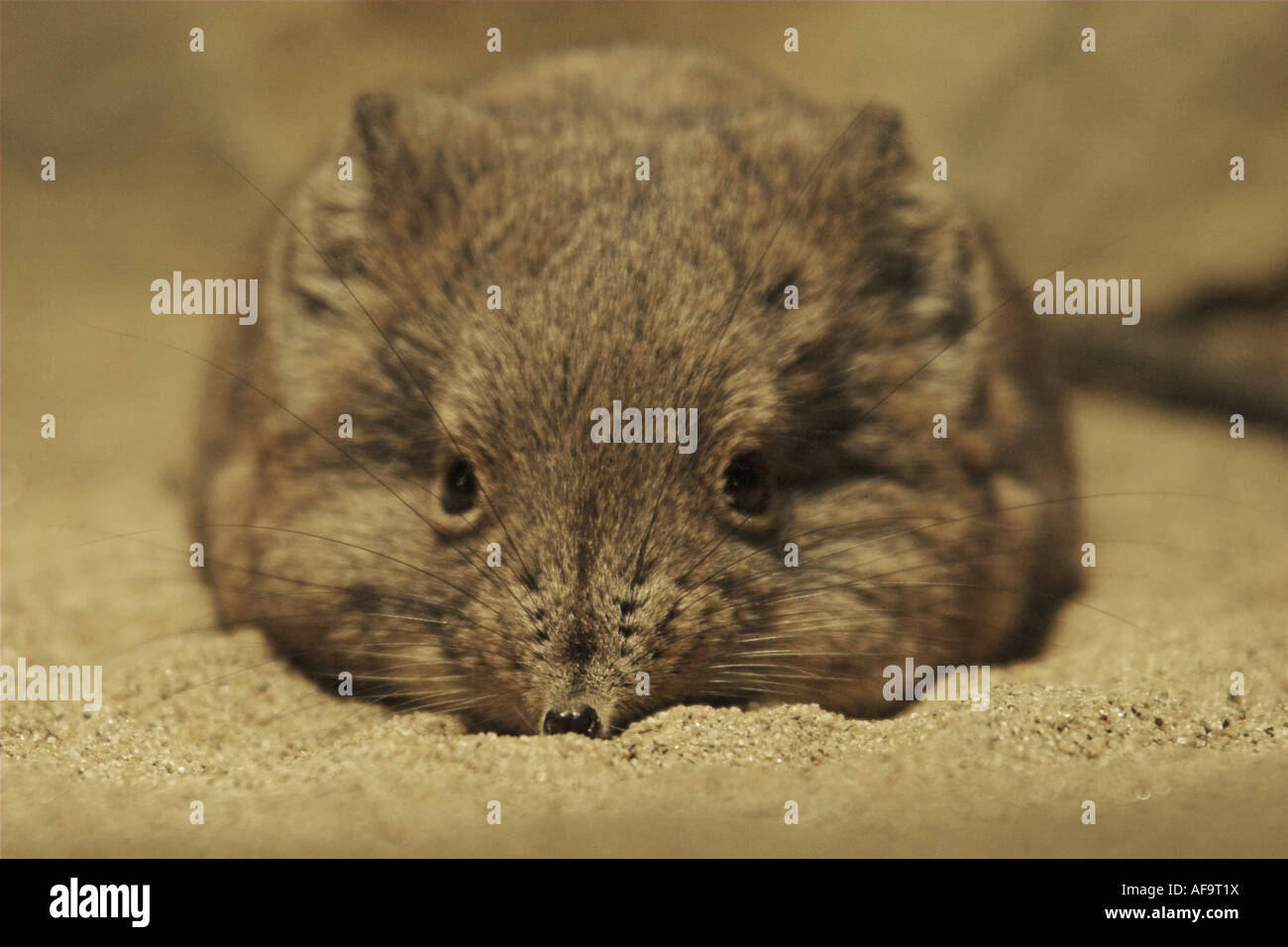 short-eared elephant shrew (Macroscelides proboscideus), closeup ...