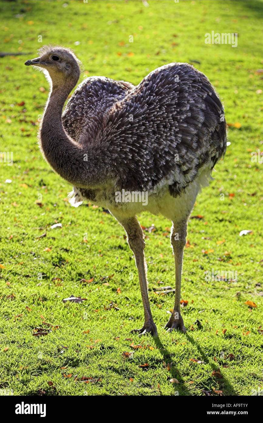Darwin's rhea, Lesser rhea (Pterocnemia pennata), in a meadow, Germany ...