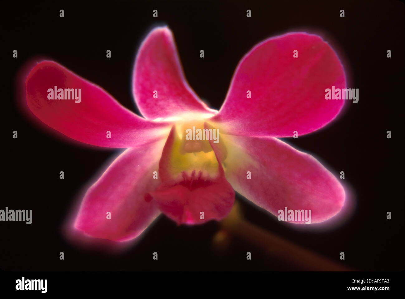 Hawaii,Hawaiian Islands,Kauai Puhi dendrobium orchid,USA US United ...
