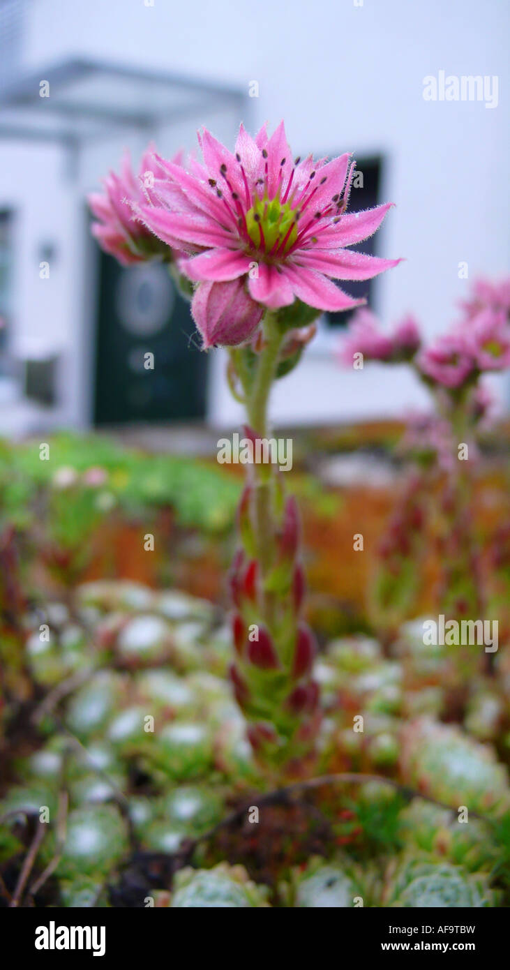 hen-and-chickens, house-leek, houseleek, common houseleek (Sempervivum ...