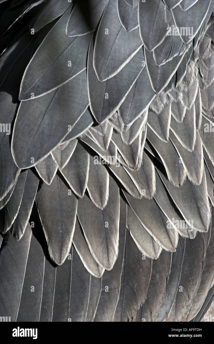 whale-headed stork (Balaeniceps rex), plumage Stock Photo - Alamy