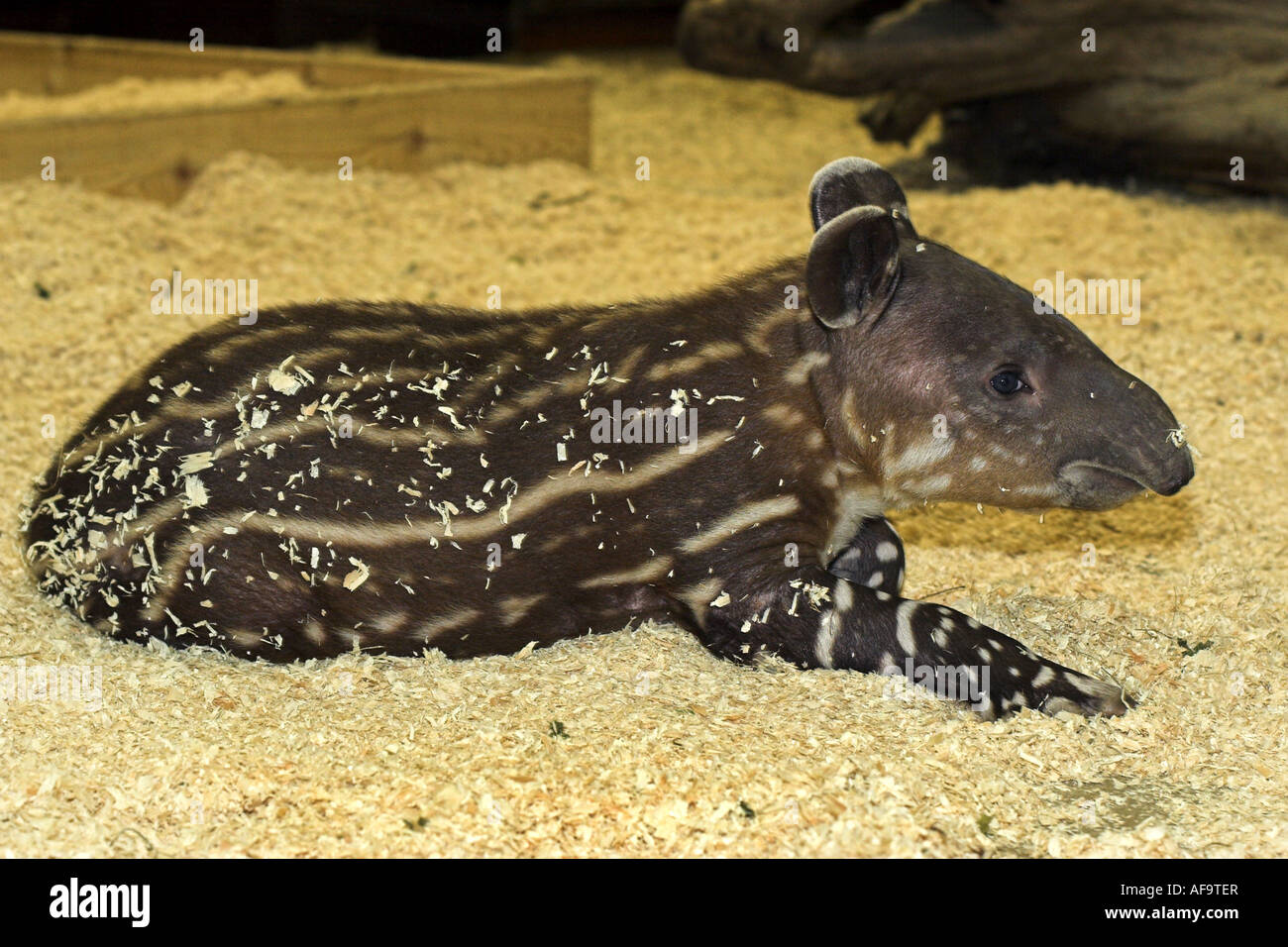 Baird's tapirs hi-res stock photography and images - Alamy