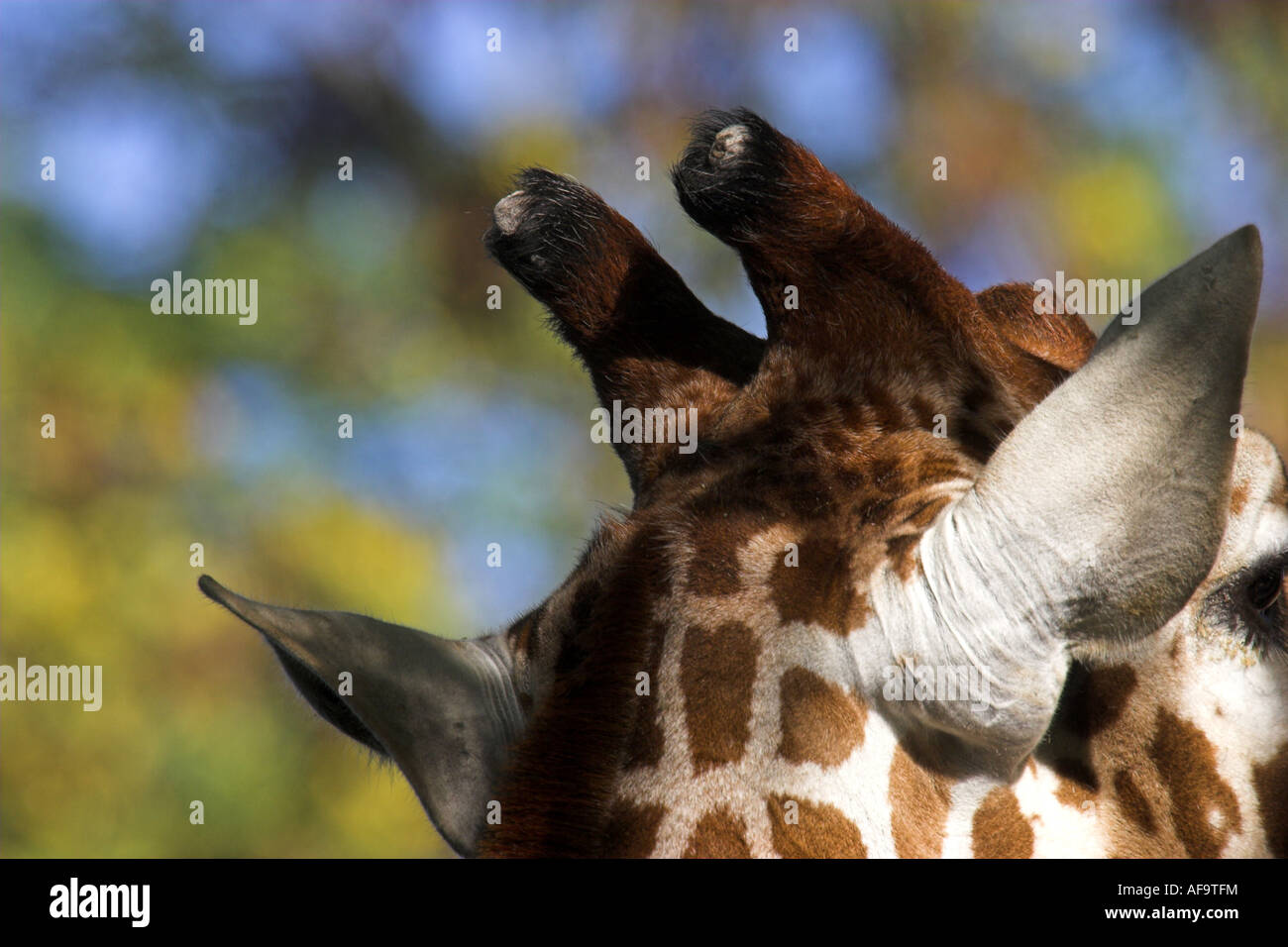 reticulated giraffe (Giraffa camelopardalis recticulata), ear and horns ...