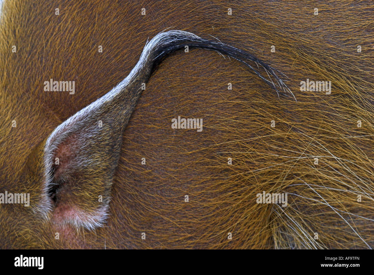 African bush pig, red river hog (Potamochoerus porcus), ear Stock Photo ...