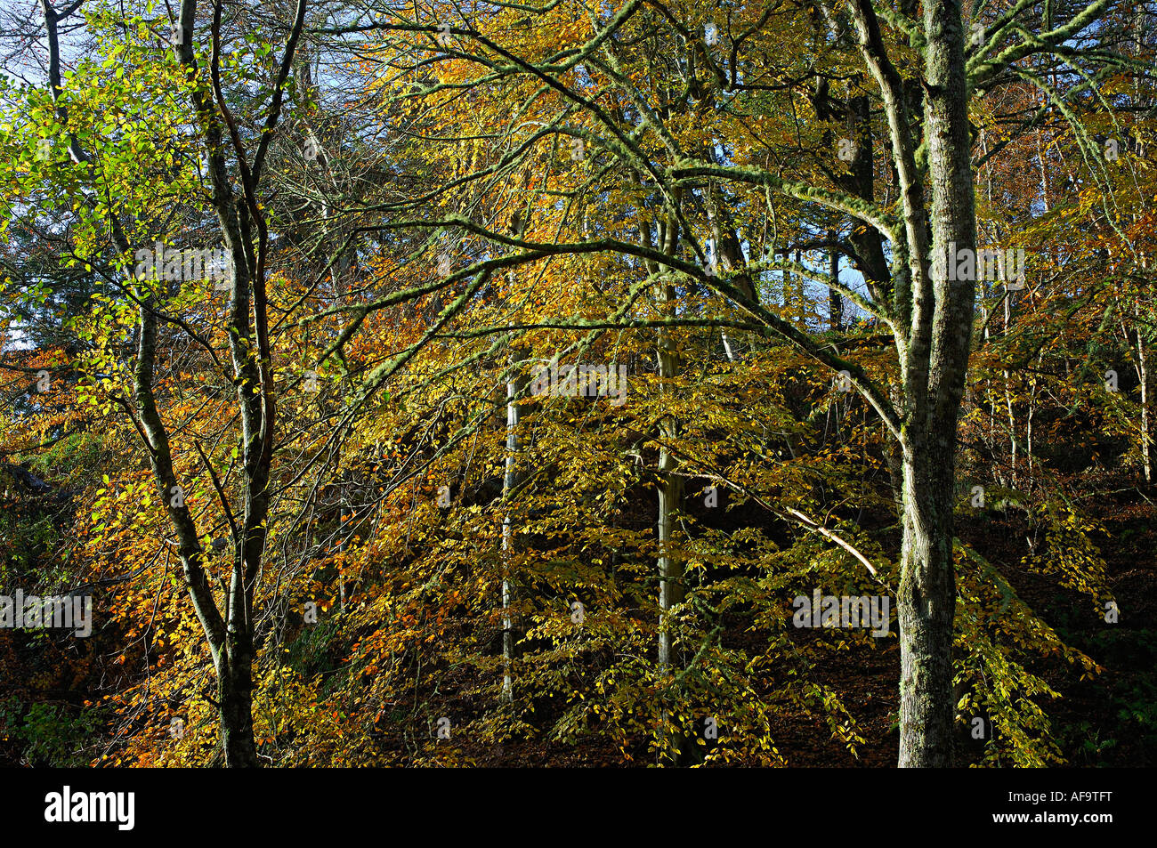 Vivid autumn colours in mixed woodland of various tree species Stock ...