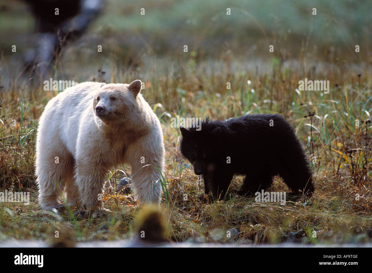 spirit bear kermode black bear Ursus americanus sow with cub along the ...