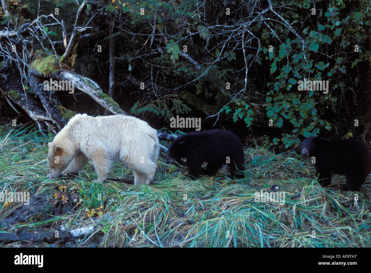 spirit bear kermode black bear Ursus americanus sow with cubs along the ...