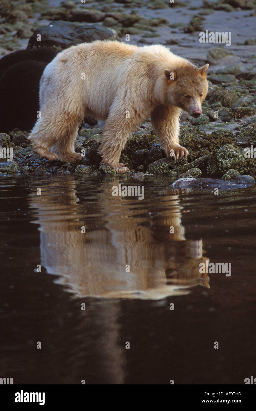 spirit bear kermode black bear Ursus americanus sow fishing for salmon ...