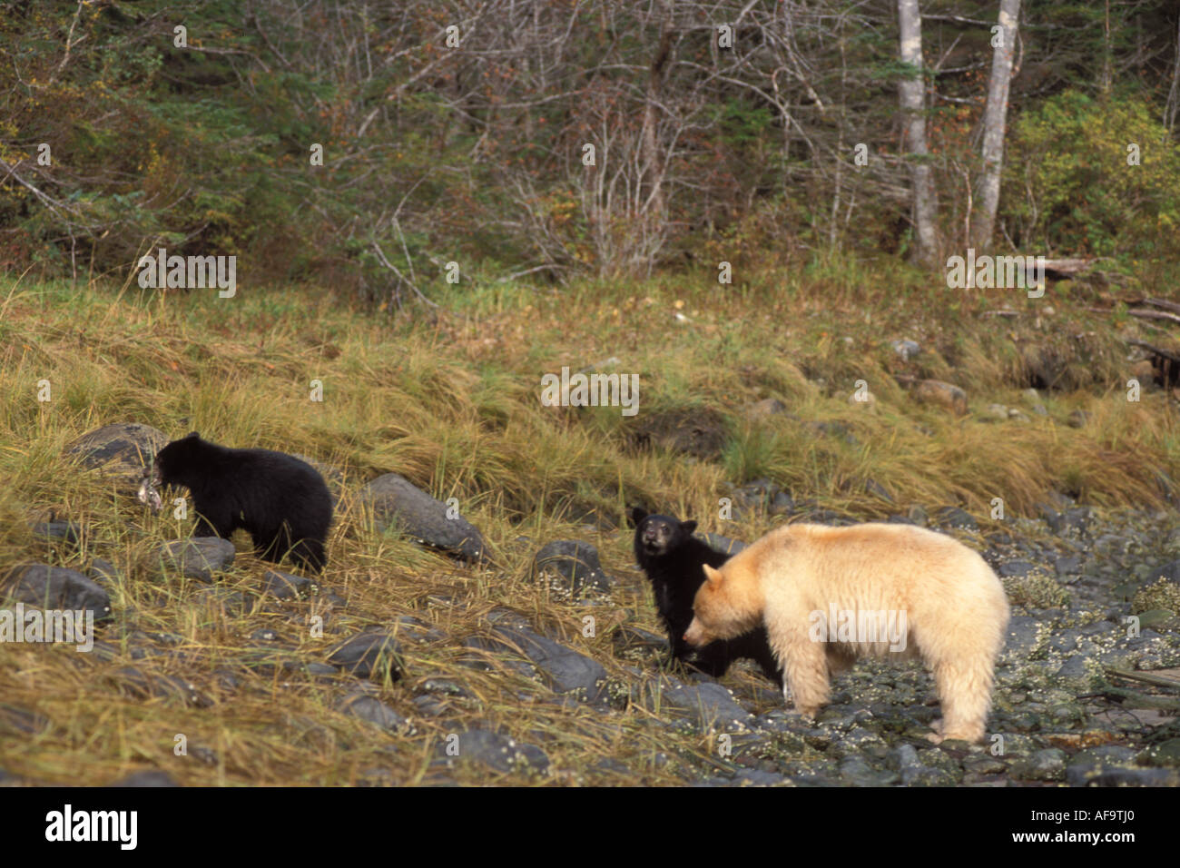 spirit bear kermode black bear Ursus americanus sow with cubs feeding ...