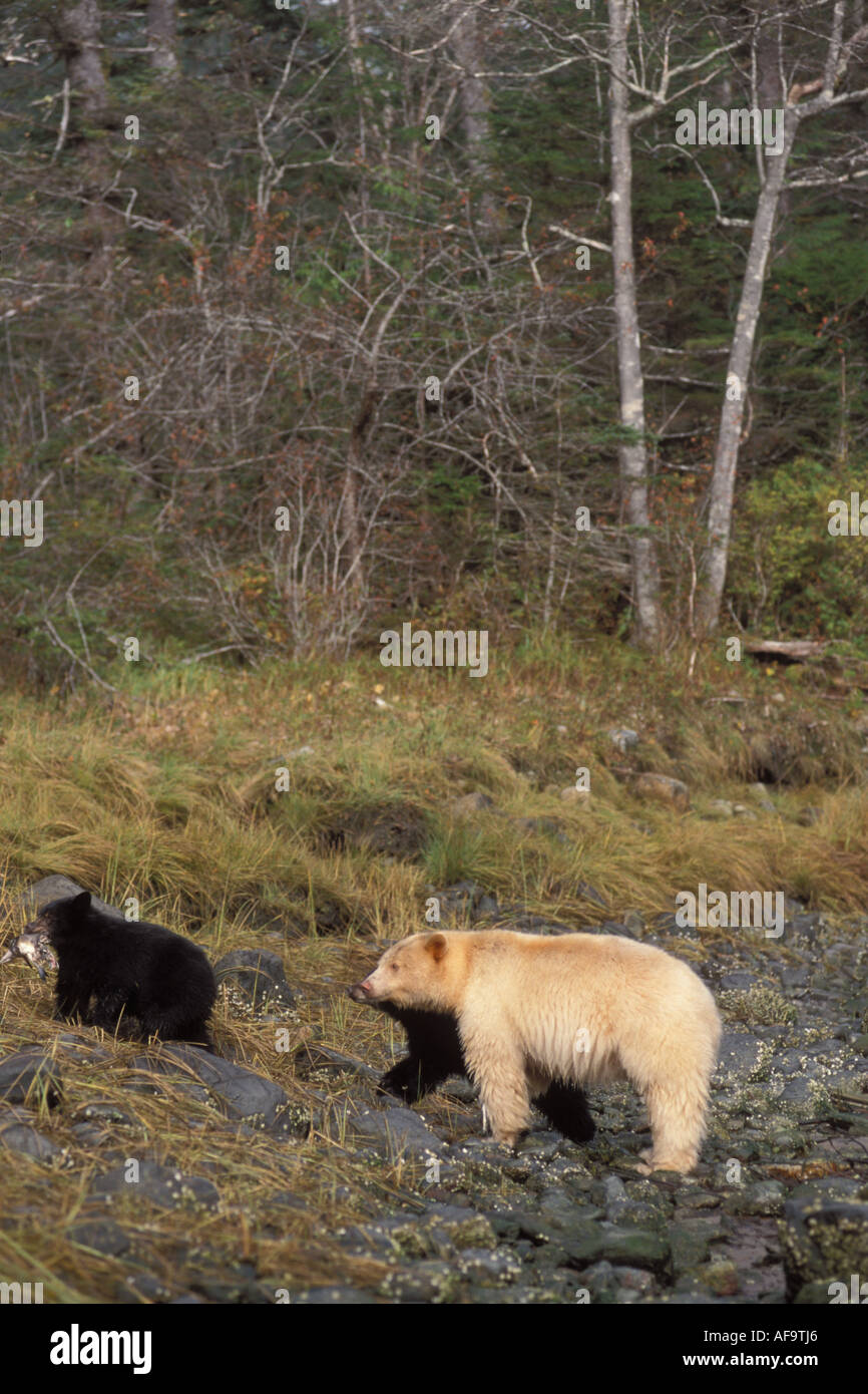 spirit bear kermode black bear Ursus americanus sow with cubs feeding ...