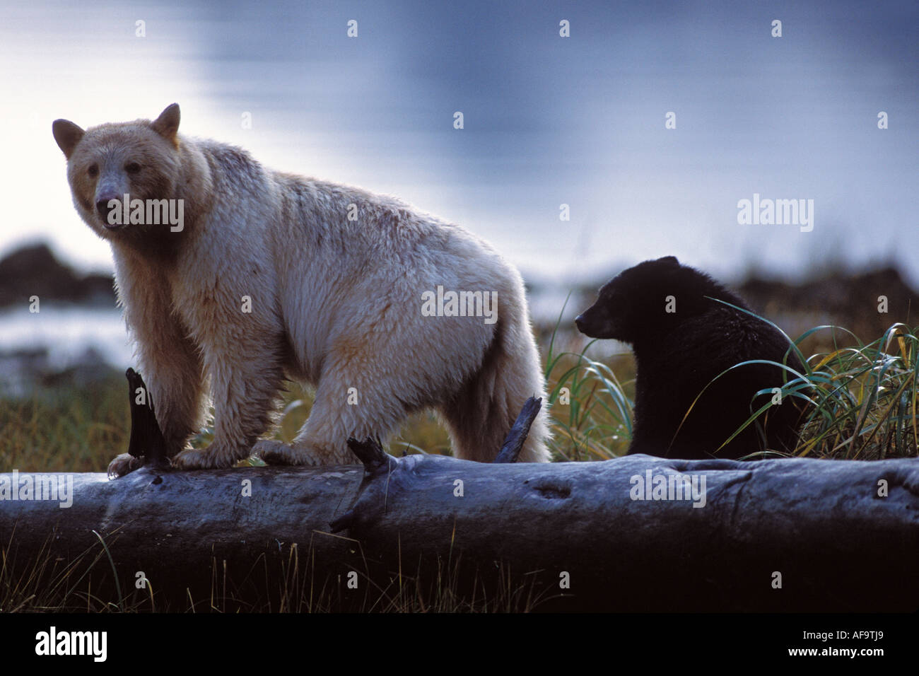 spirit bear kermode black bear Ursus americanus sow with cub along the ...