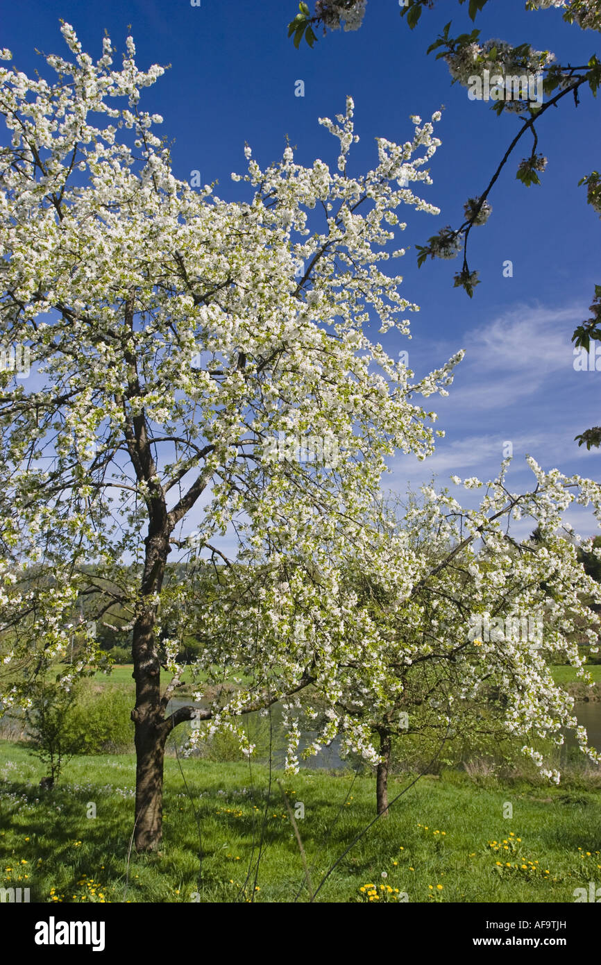 Neckar valley cherry blossom hi-res stock photography and images - Alamy