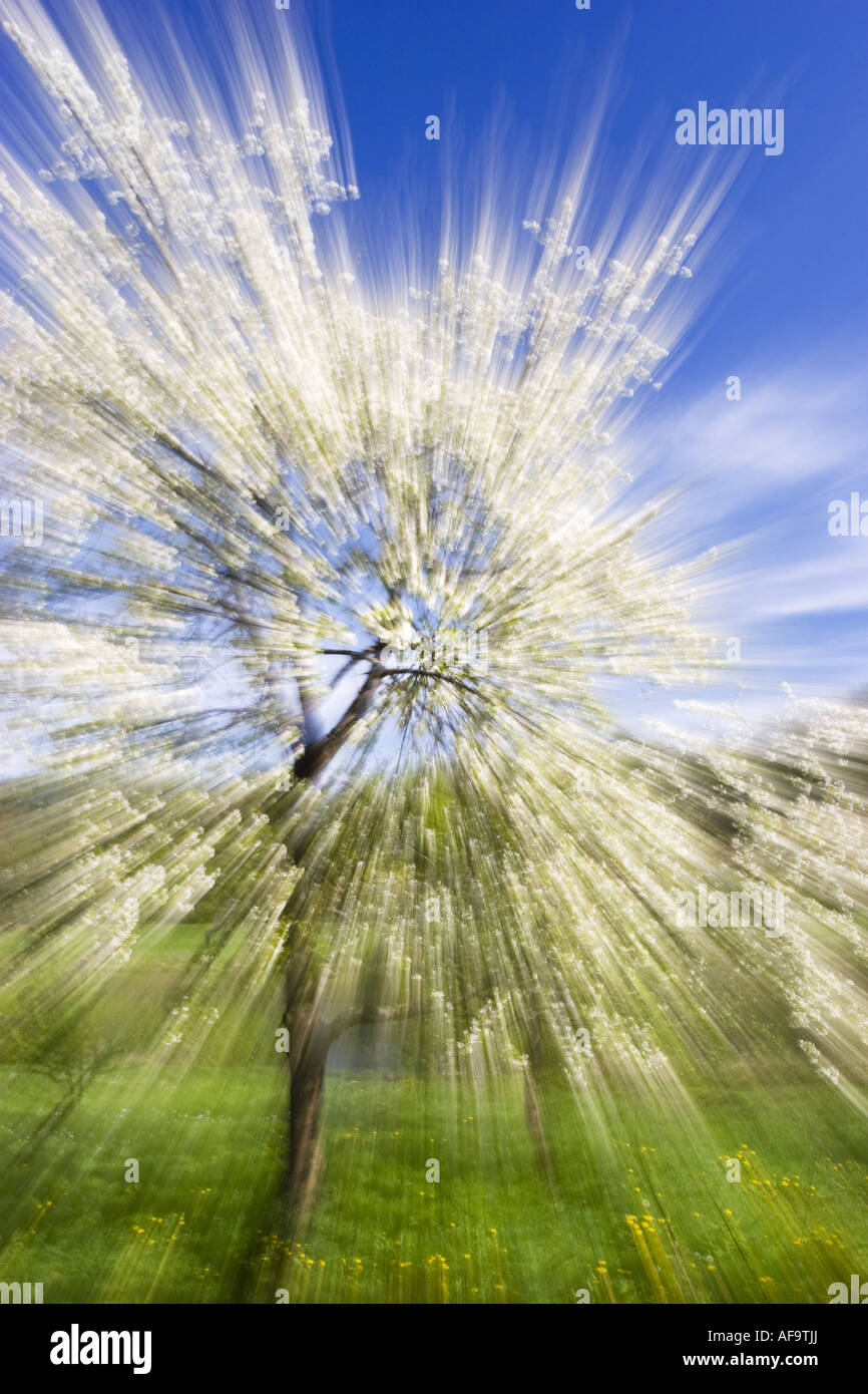 Cherry blossom tree zoom hi-res stock photography and images - Alamy