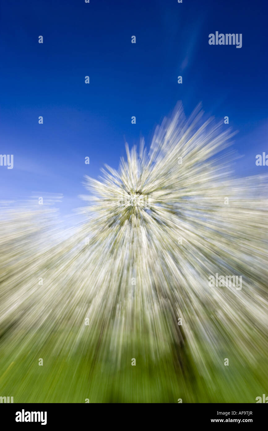 wild cherry, sweet cherry, gean, mazzard (Prunus avium), flowering tree ...