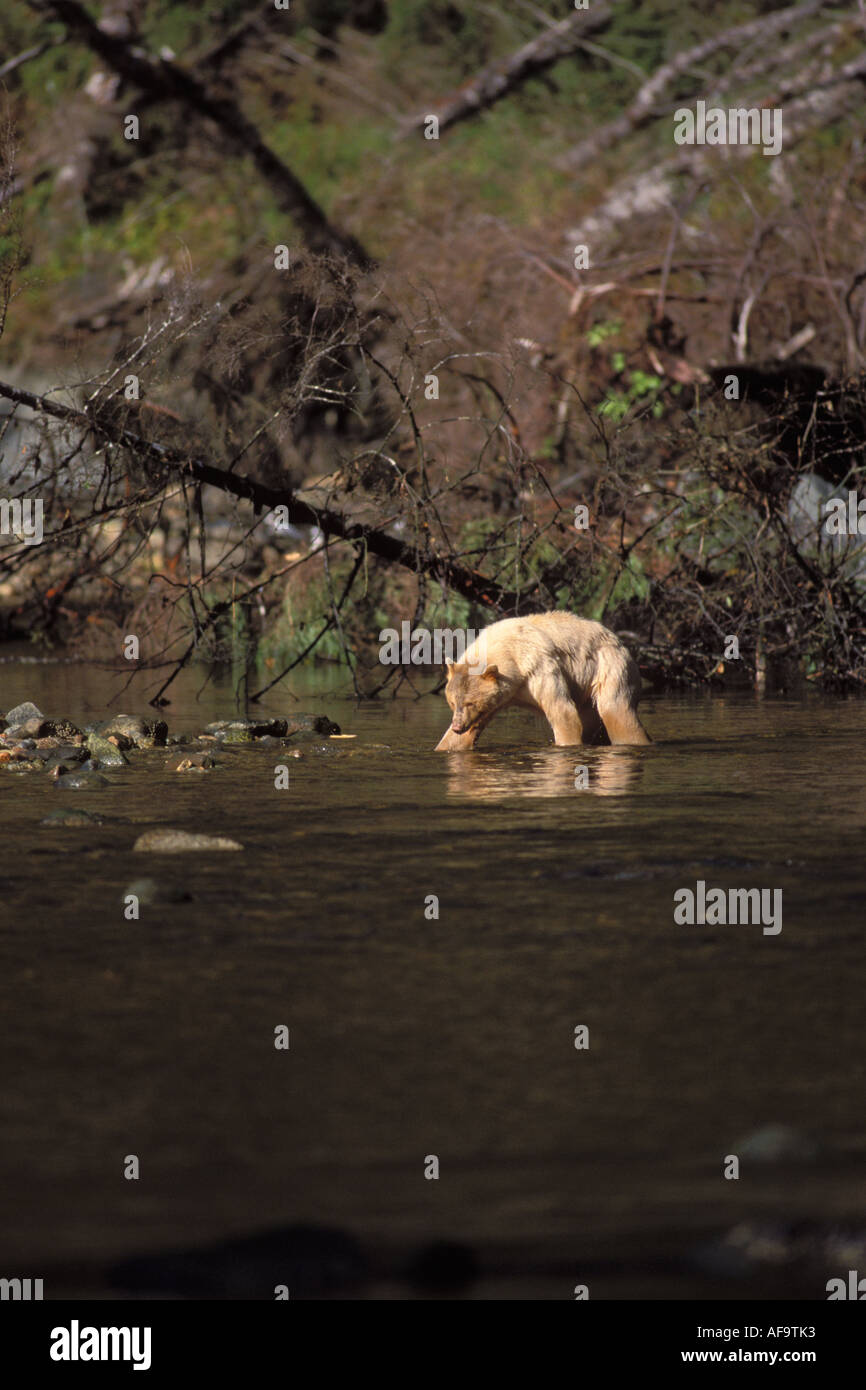 spirit bear kermode black bear Ursus americanus sow fishing for salmon ...