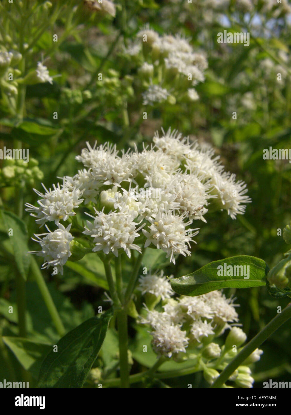 Eupatorium aromaticum hi-res stock photography and images - Alamy