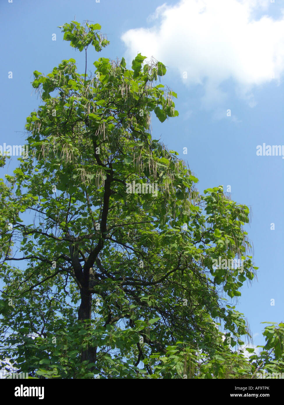 Fruiting indian bean tree hi-res stock photography and images - Alamy