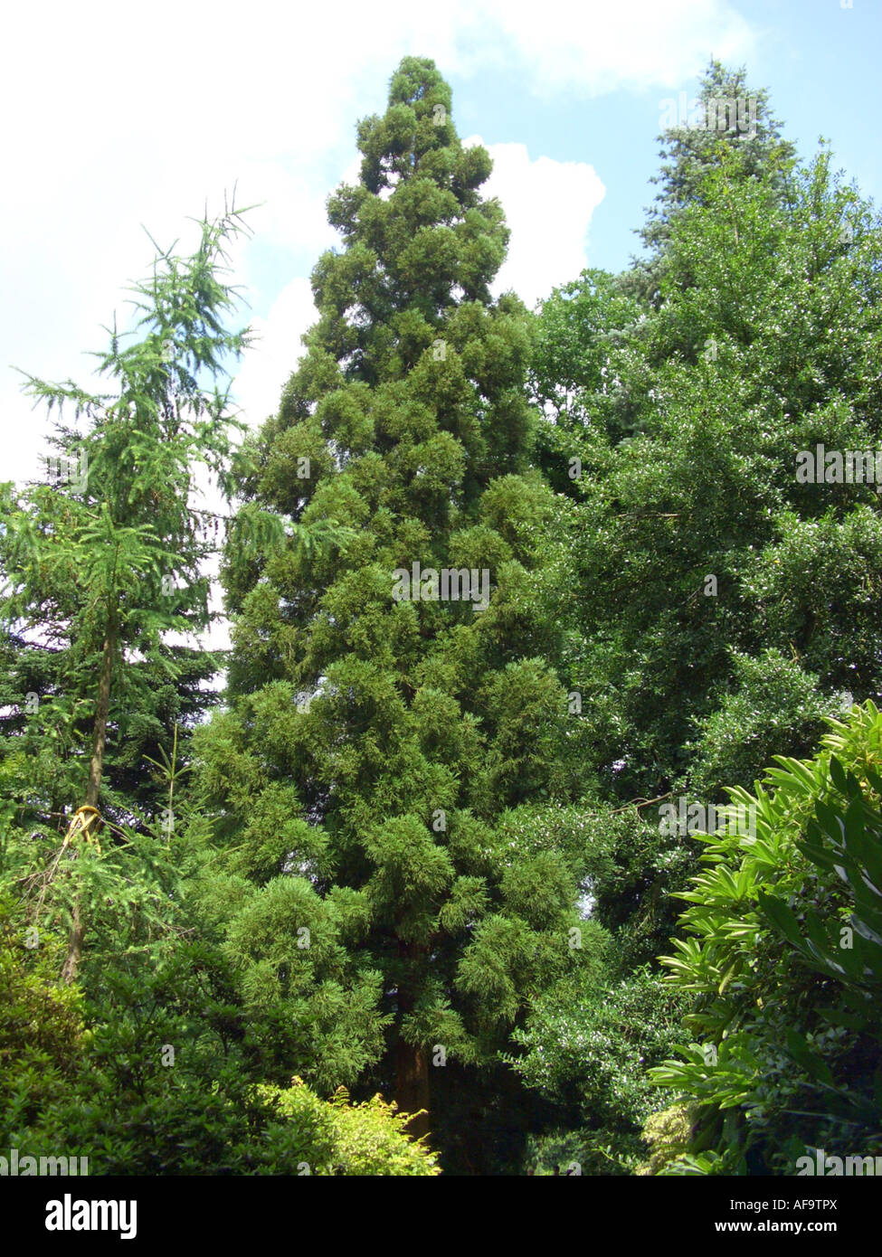 Japanese cedar (Cryptomeria japonica), single tree in a park Stock ...