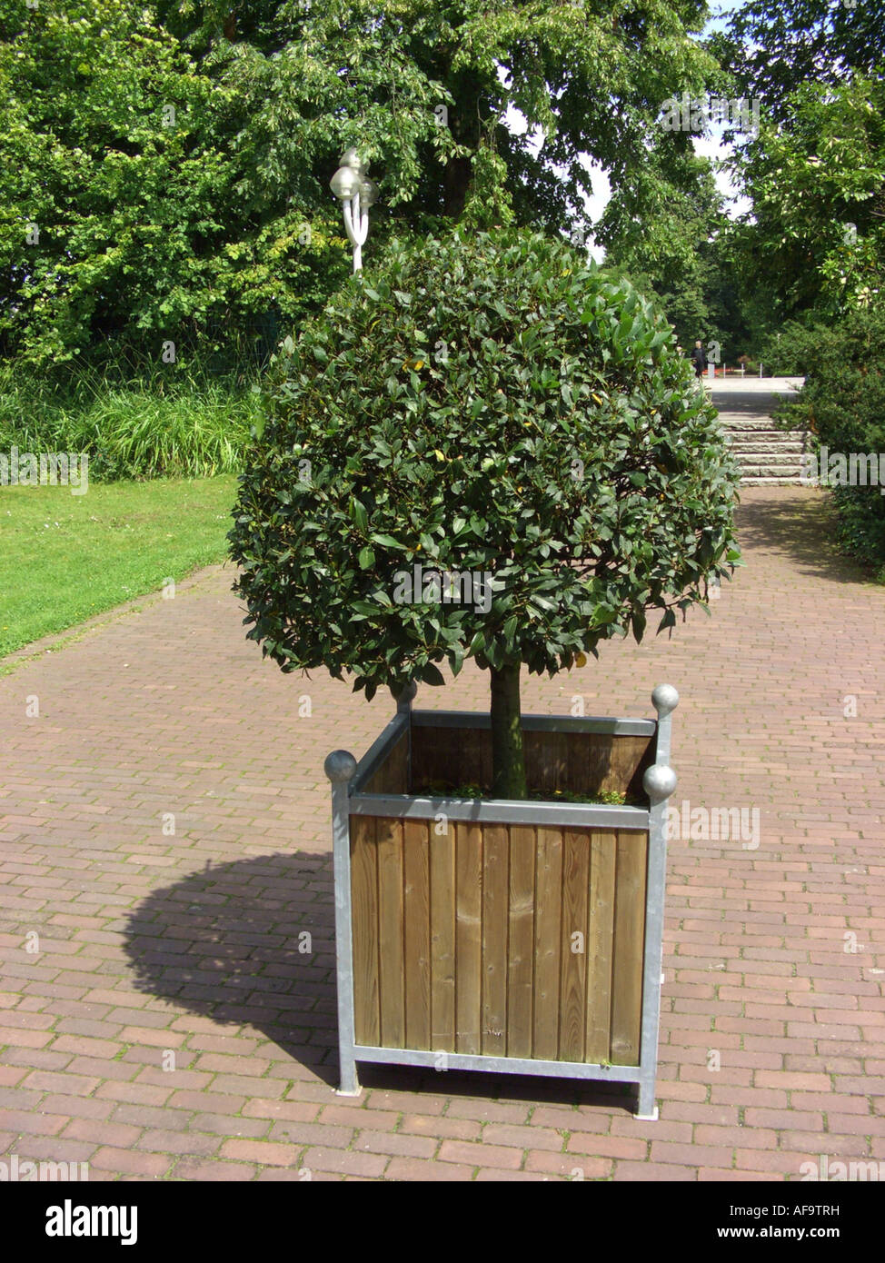 sweet bay laurel, bay tree, sweet bay (Laurus nobilis), container plant ...