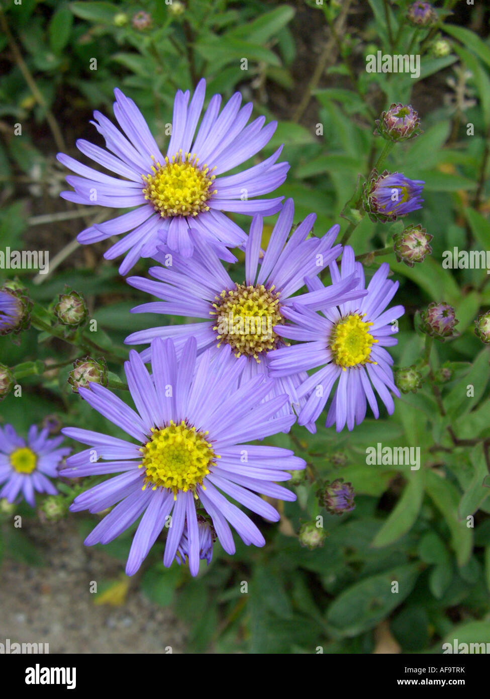 Aster amellus mira hi-res stock photography and images - Alamy