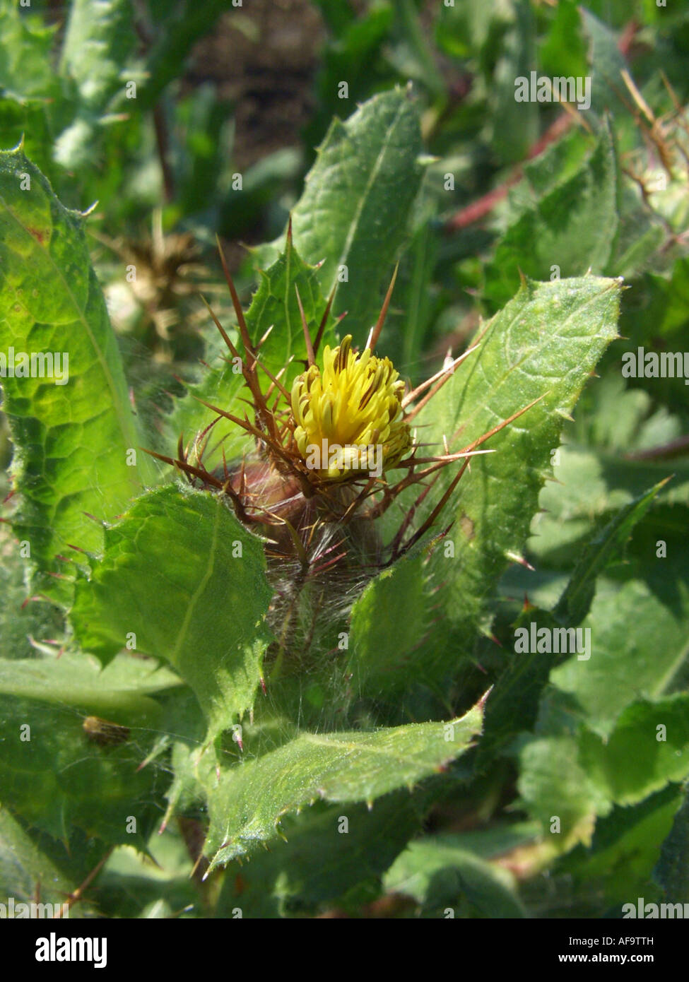 holy thistle, blessed thistle (Cnicus benedictus), blooming Stock Photo ...