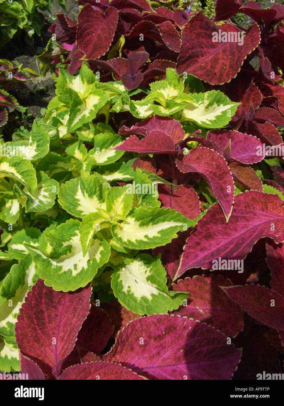 Chamaephytes hi-res stock photography and images - Alamy