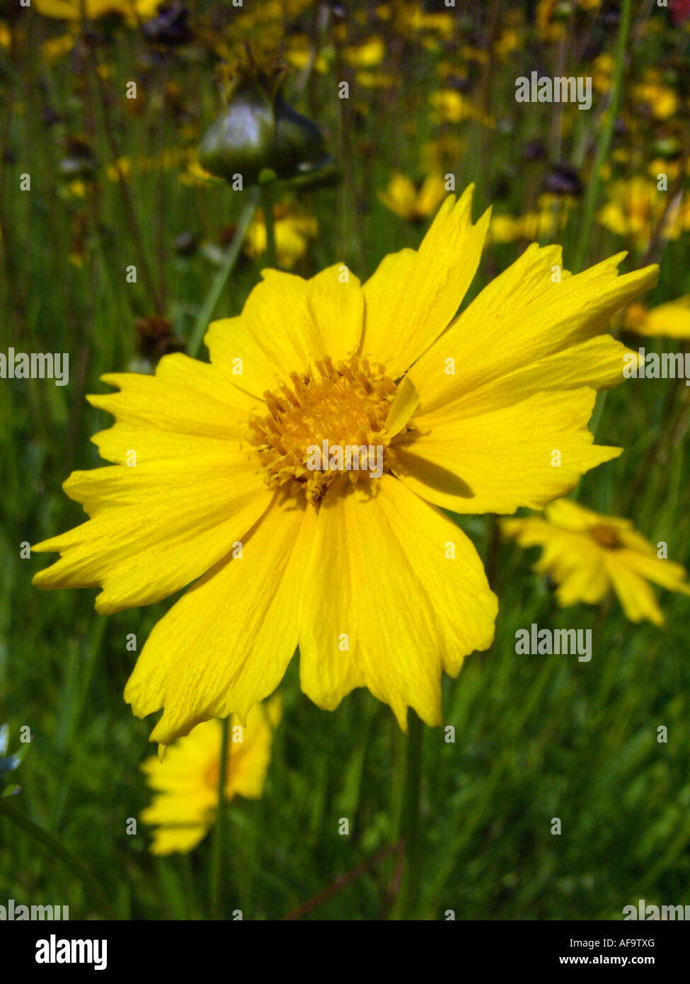 tickweed, lance-leaved coreopsis, Lanceleaf Tickseed (Coreopsis ...