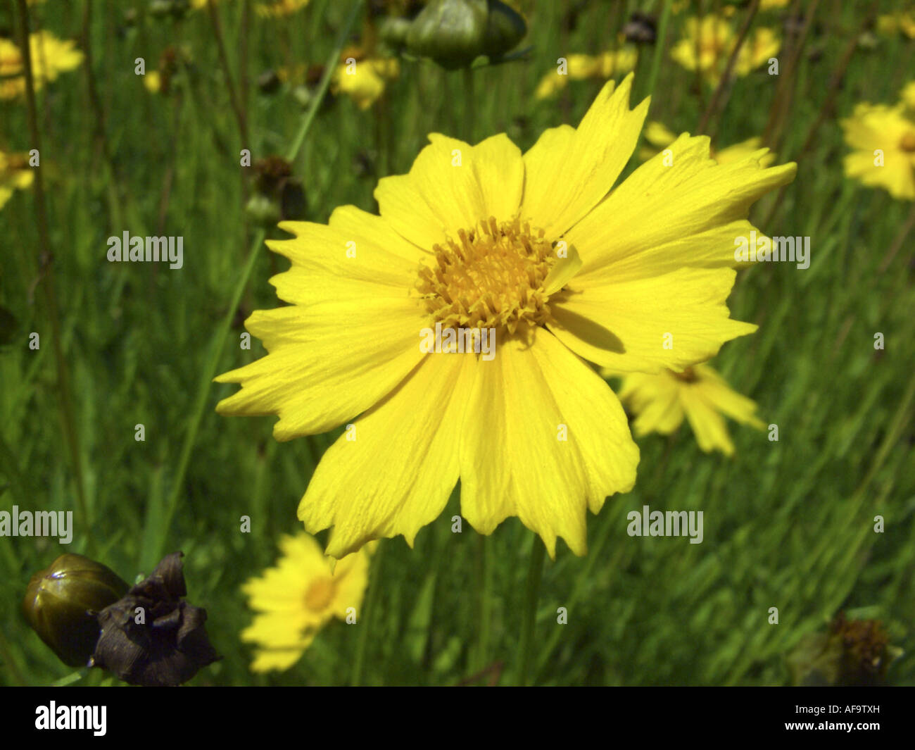 tickweed, lance-leaved coreopsis, Lanceleaf Tickseed (Coreopsis ...