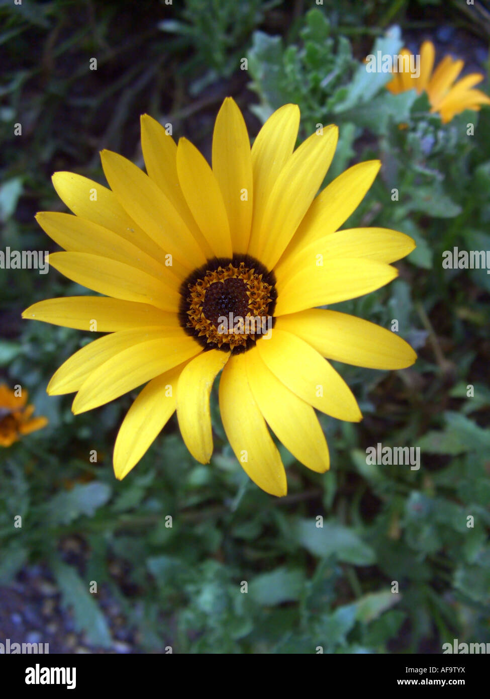 Namaqualand daisy, Cape marigold (Dimorphotheca sinuata), inflorescence ...