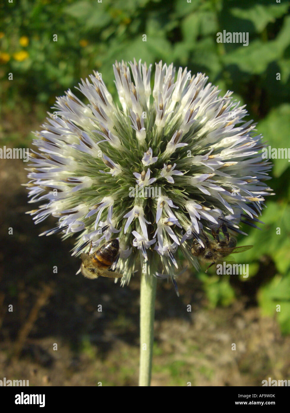 Russian globe thistle, tall globe-thistle (Echinops exaltatus ...