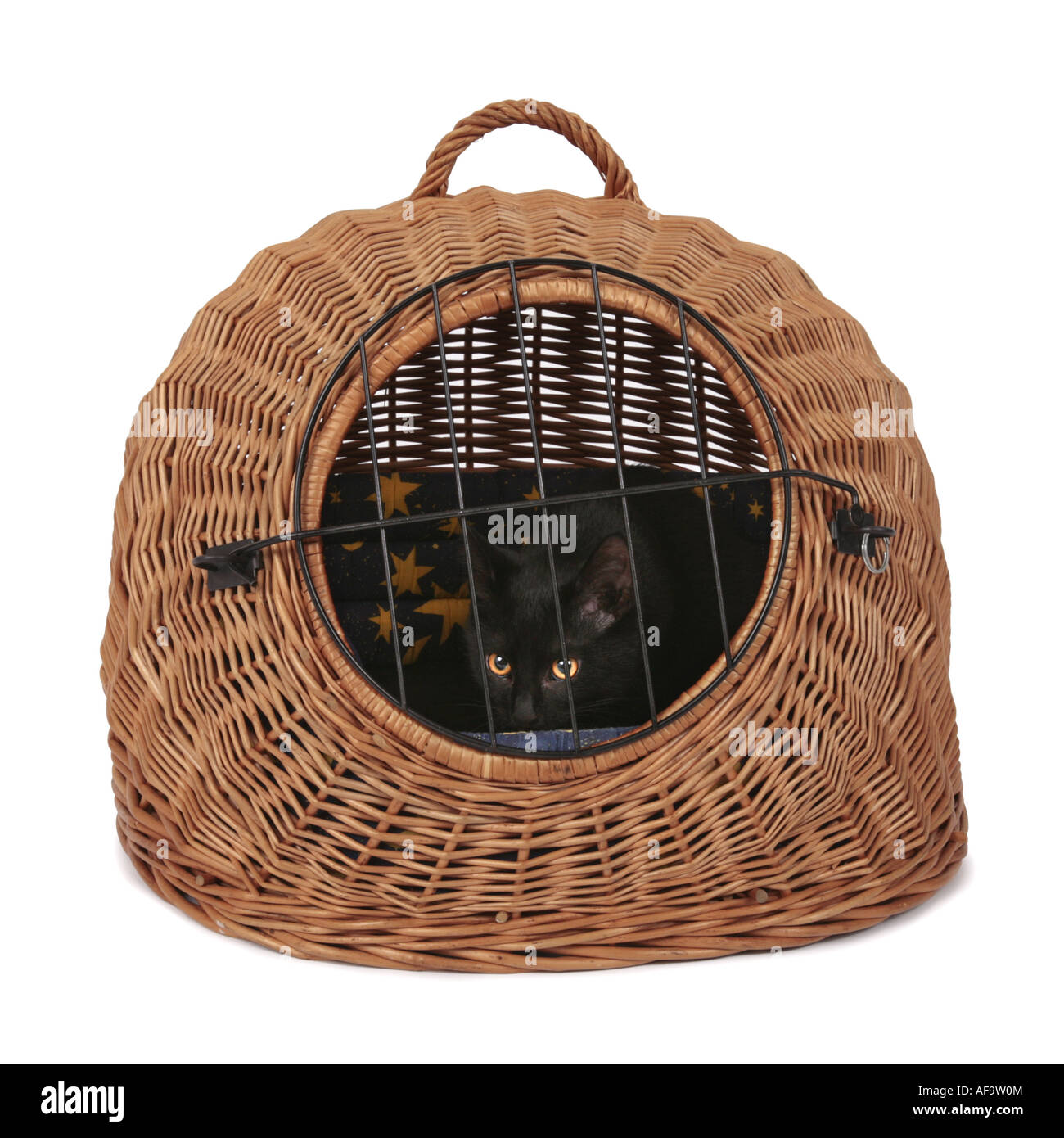 domestic cat, house cat (Felis silvestris f. catus), cat basket Stock ...